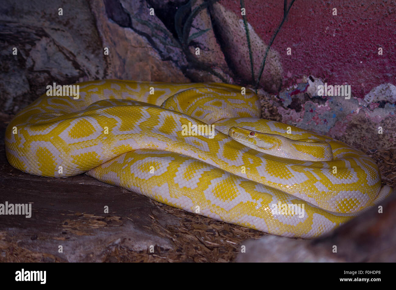 Rain forest snakes hi-res stock photography and images - Alamy