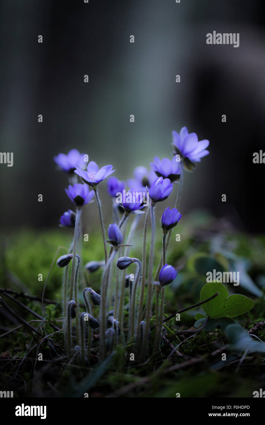 hepatica reaching for the light in a swedish forest Stock Photo - Alamy