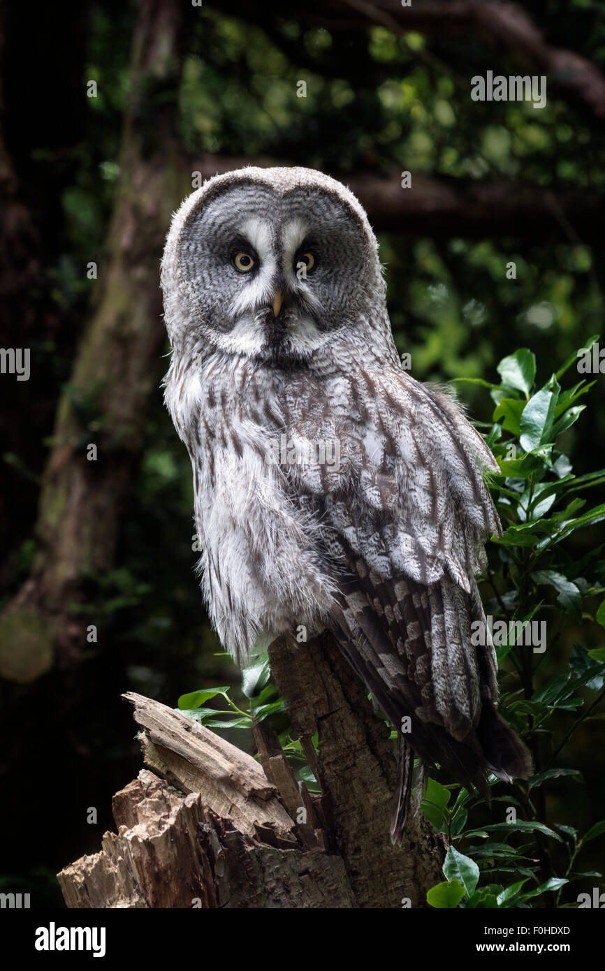 great gray owl (Strix nebulosa). Captive Bird Stock Photo - Alamy