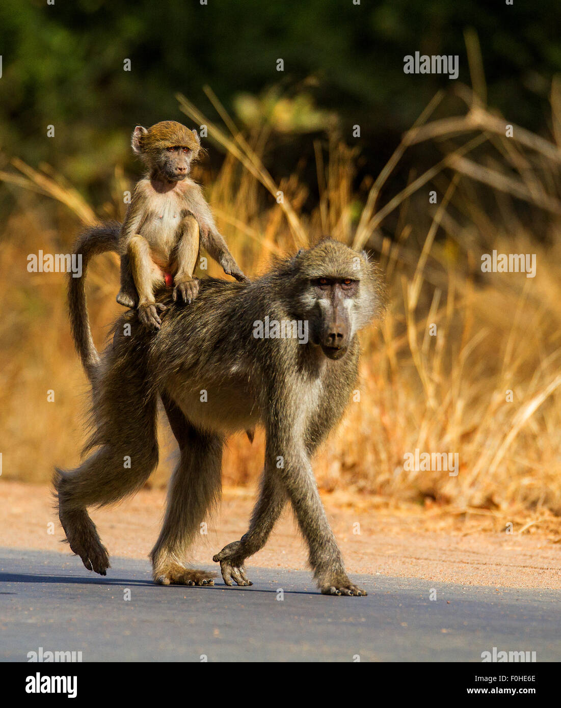 Baboon species hi-res stock photography and images - Alamy