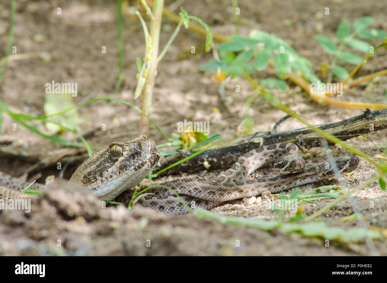 Adult and neonate Prairie Rattlesnakes, (Crotalus viridis), at a burrow ...