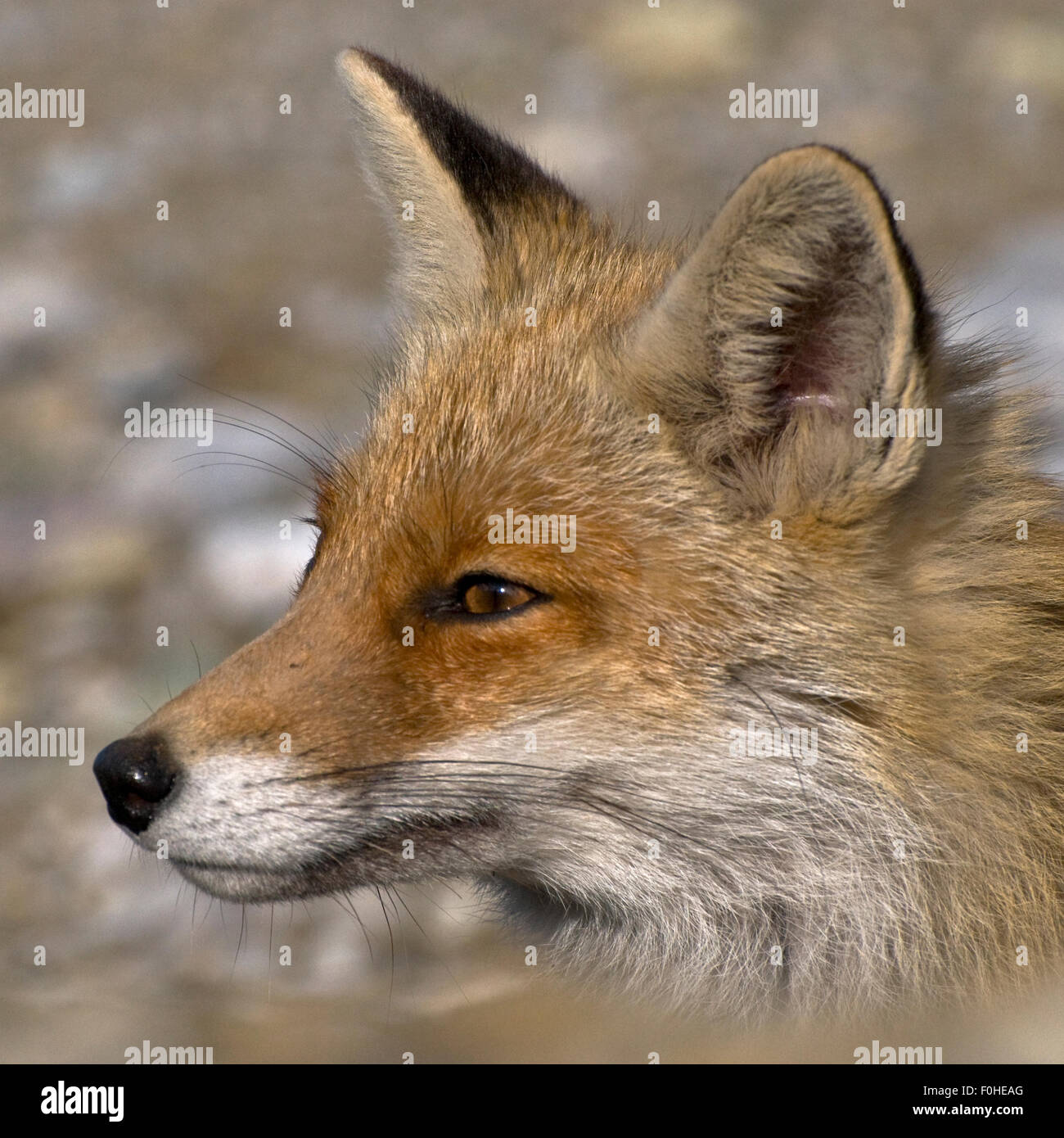 Red fox (Vulpes vulpes) resting, Pollino National Park, Basilicata ...