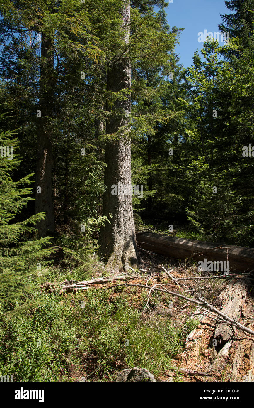 Storms and snow can drop European silver firs, Norway spruces and ...