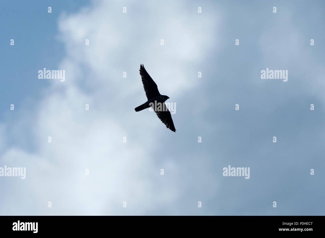Peregrine falcons city hi-res stock photography and images - Alamy