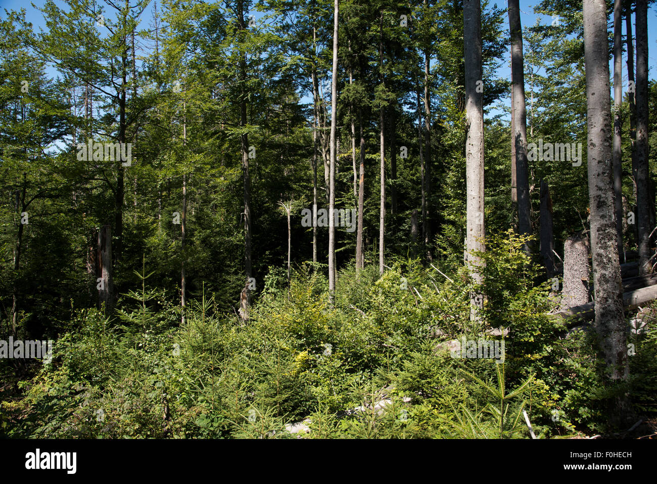 Storms and snow can drop European silver firs, Norway spruces and ...