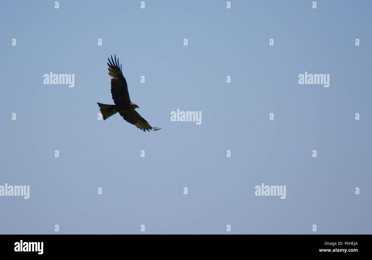 stork, heron, gull, eat, predators, stork eat a frog, heron heat a big ...