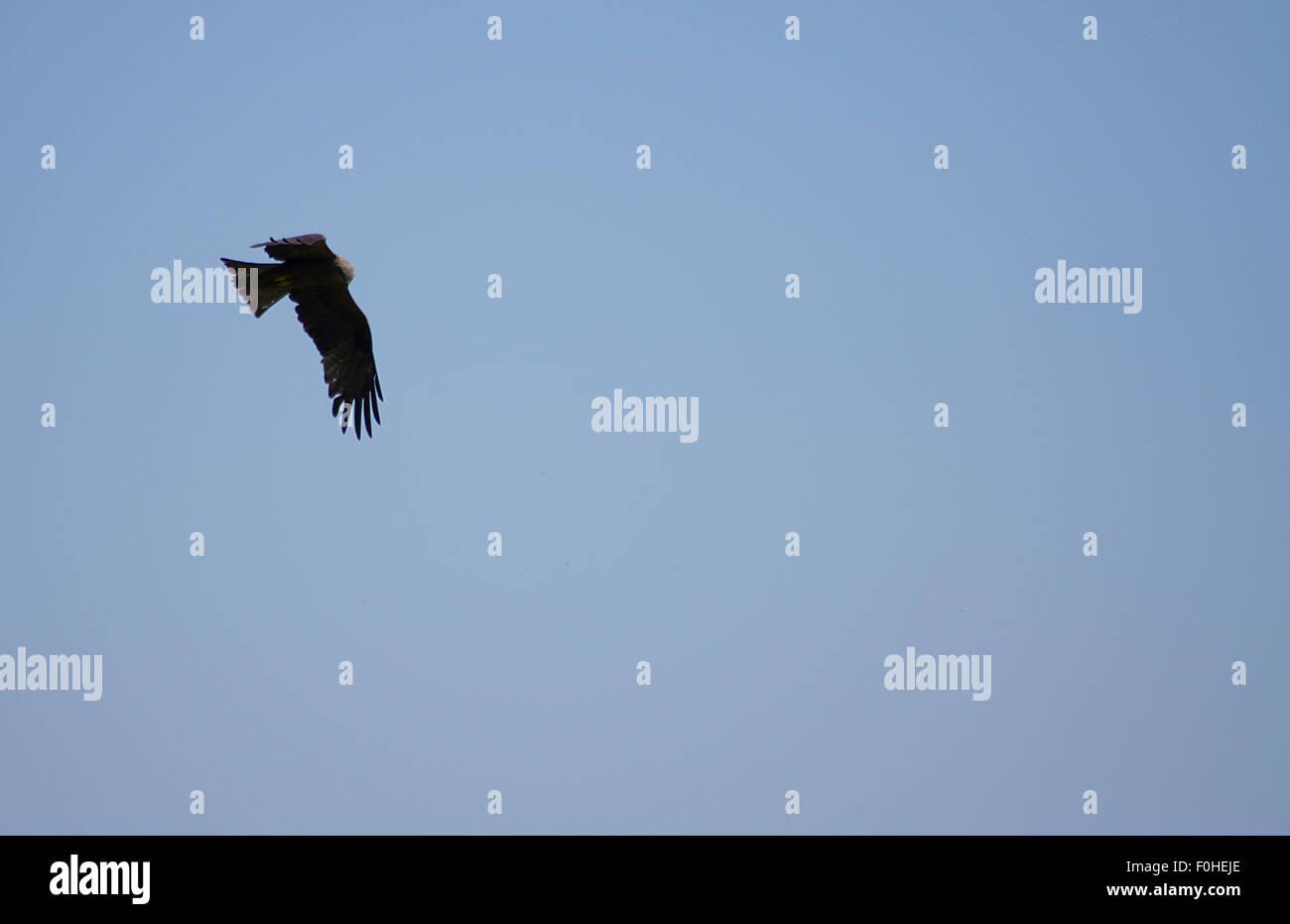 stork, heron, gull, eat, predators, stork eat a frog, heron heat a big ...