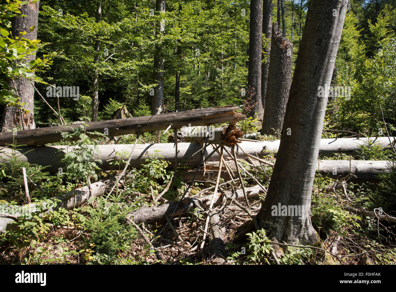Storms and snow can drop European silver firs, Norway spruces and ...