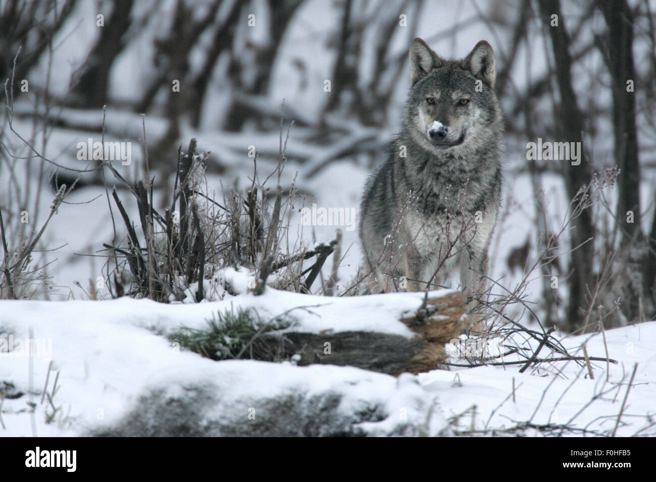 Portrait of a wild Carpathian Grey Wolf (Canis lupus lupus) in snow ...