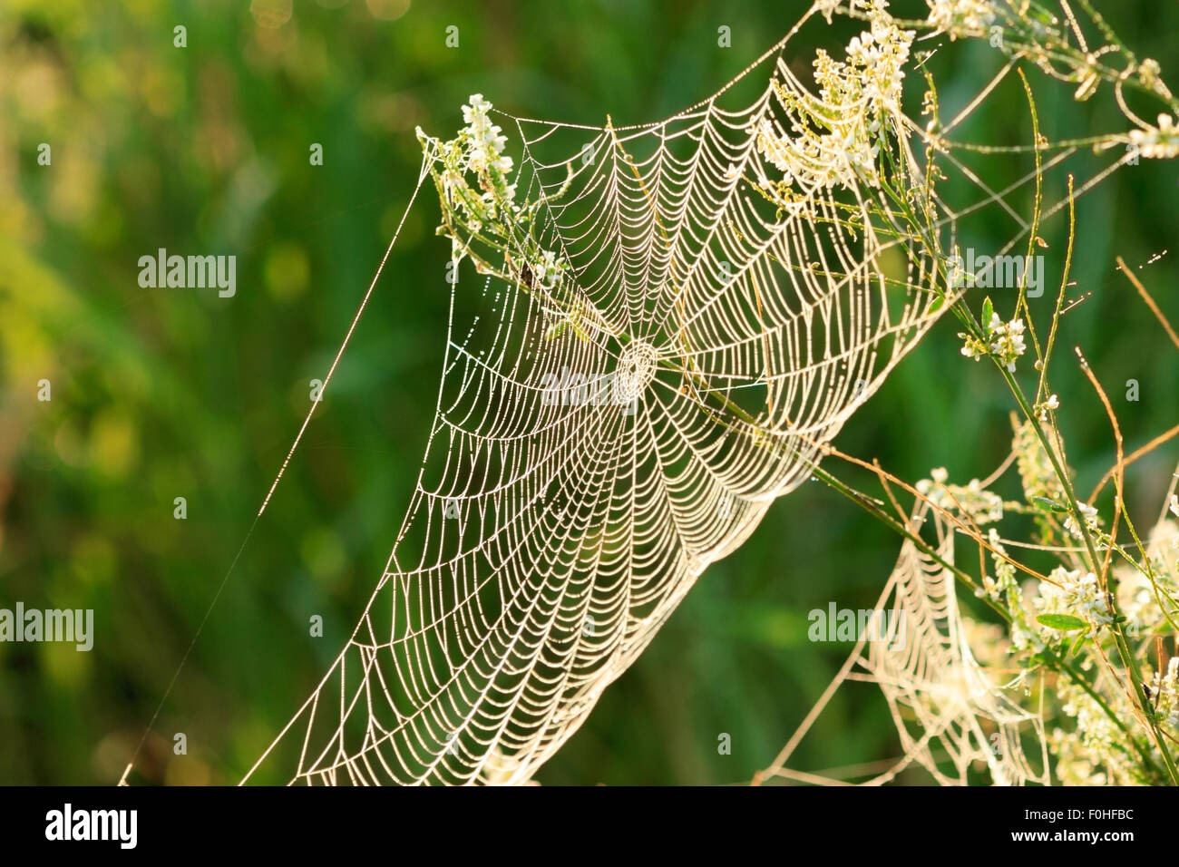 Beautiful spider web with droplets daytime outdoors Stock Photo - Alamy