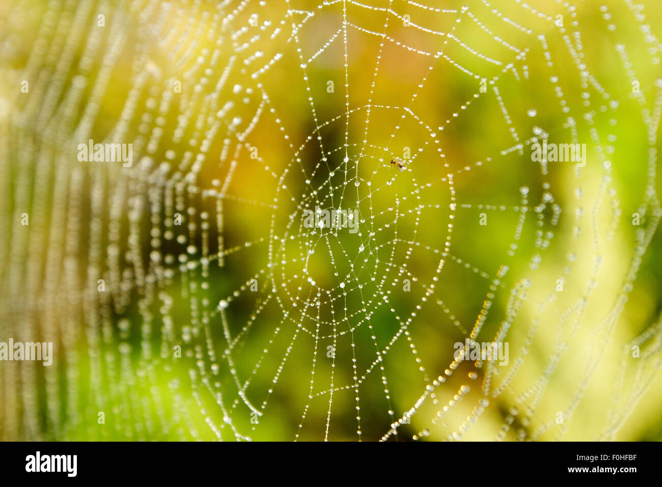 Spider Web with droplets Stock Photo - Alamy