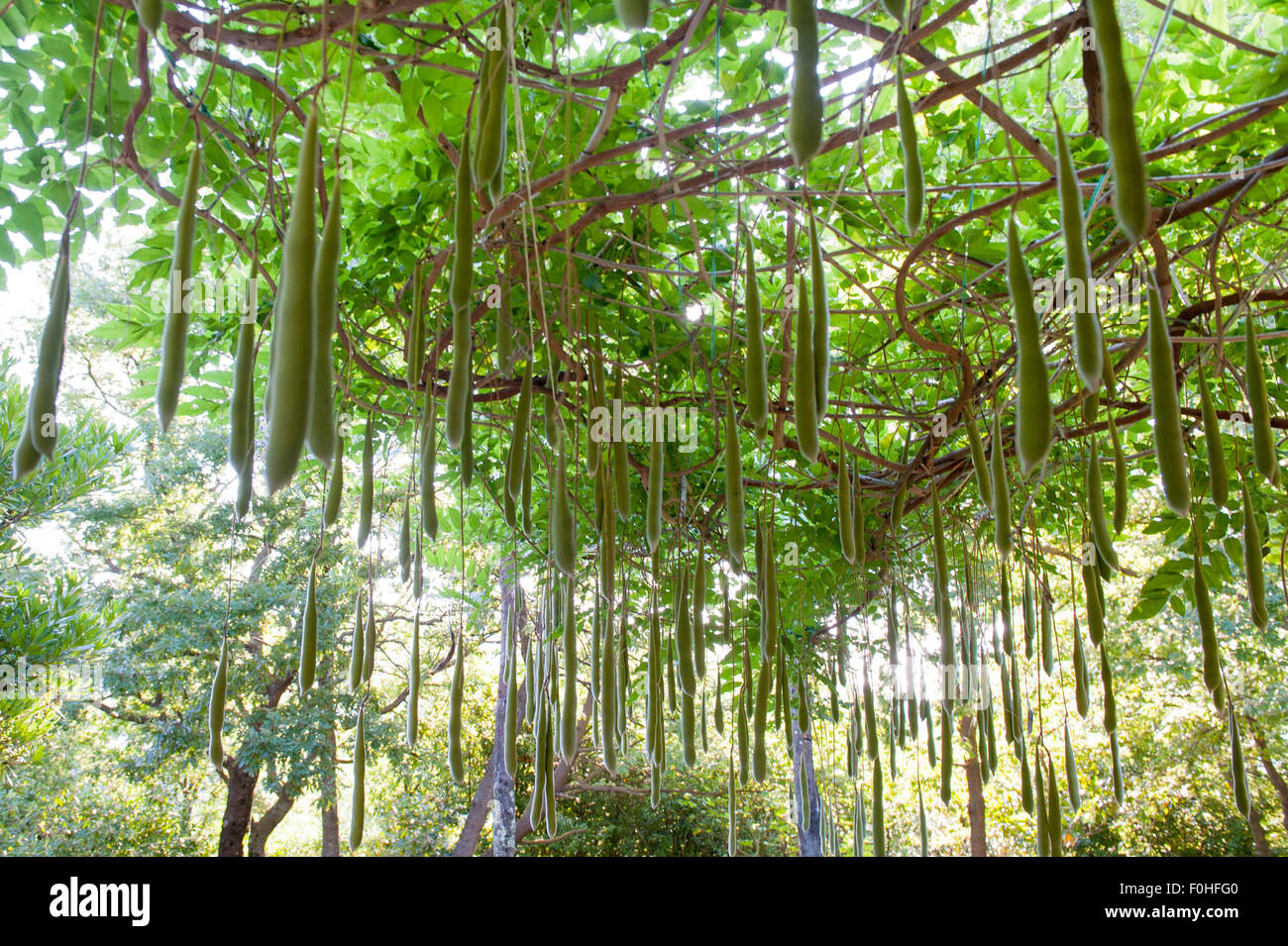 Wisteria seed pods hi-res stock photography and images - Alamy