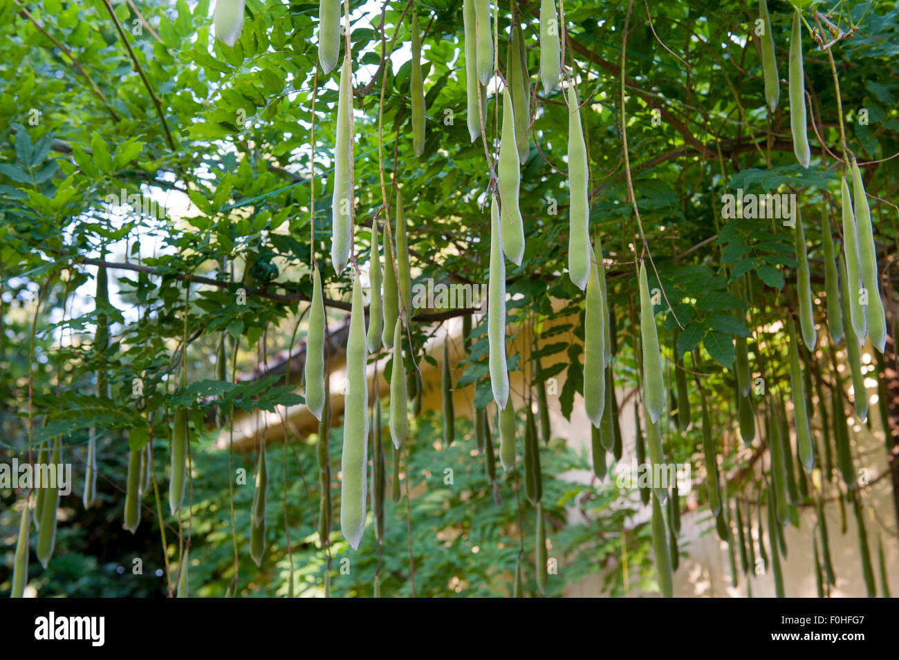 Wisteria seed pods hi-res stock photography and images - Alamy