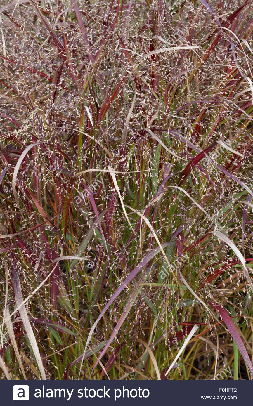 Panicum Virgatum High Resolution Stock Photography and Images - Alamy