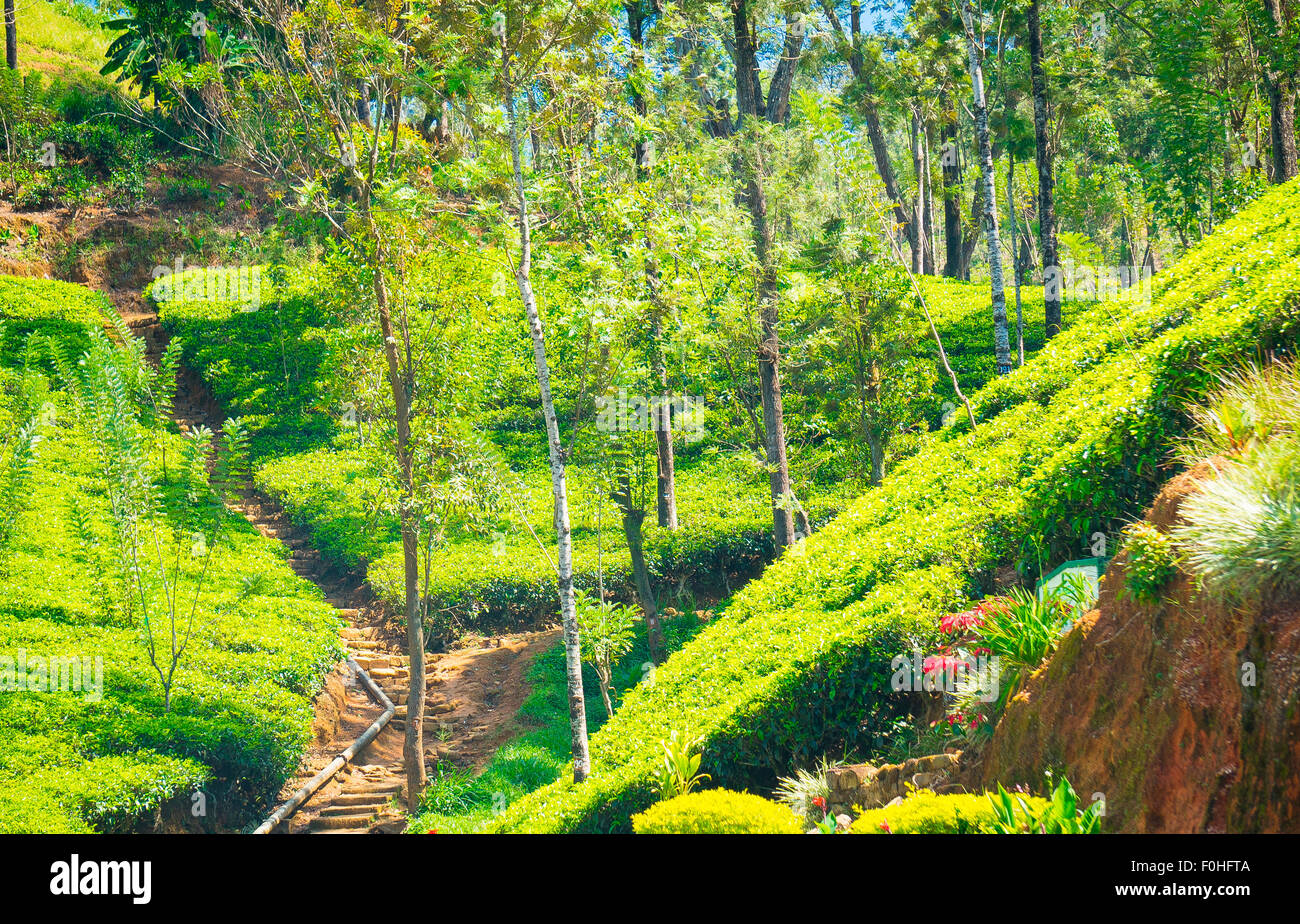 Sri Lanka's tea plantation Stock Photo - Alamy