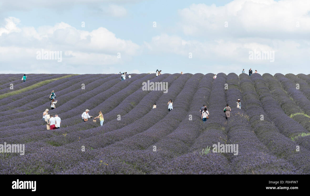 Ickleford, UK. 16 August 2015. Hundreds of visitors arrive at Cadwell ...