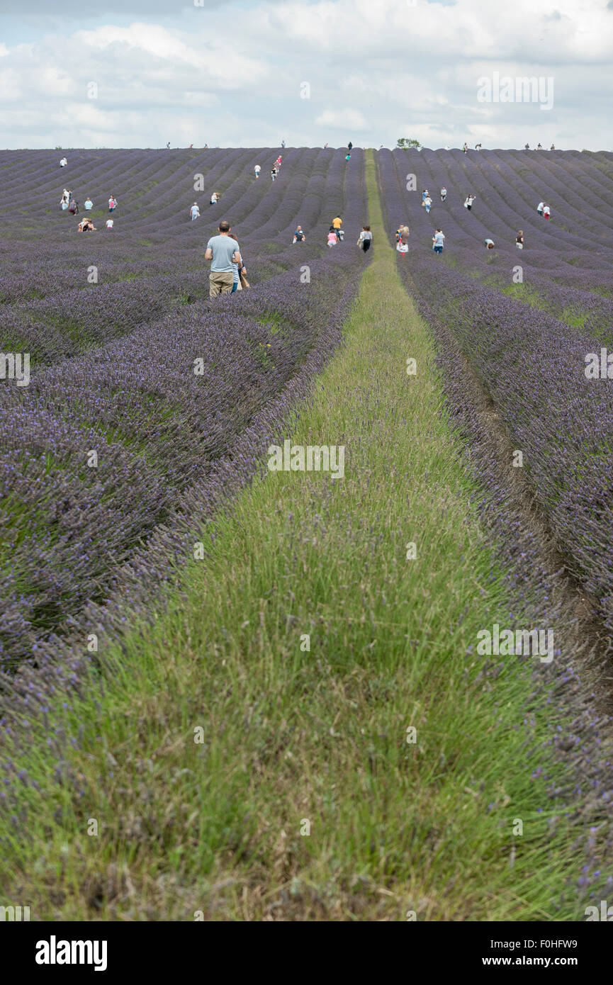 Ickleford, UK. 16 August 2015. Hundreds of visitors arrive at Cadwell ...