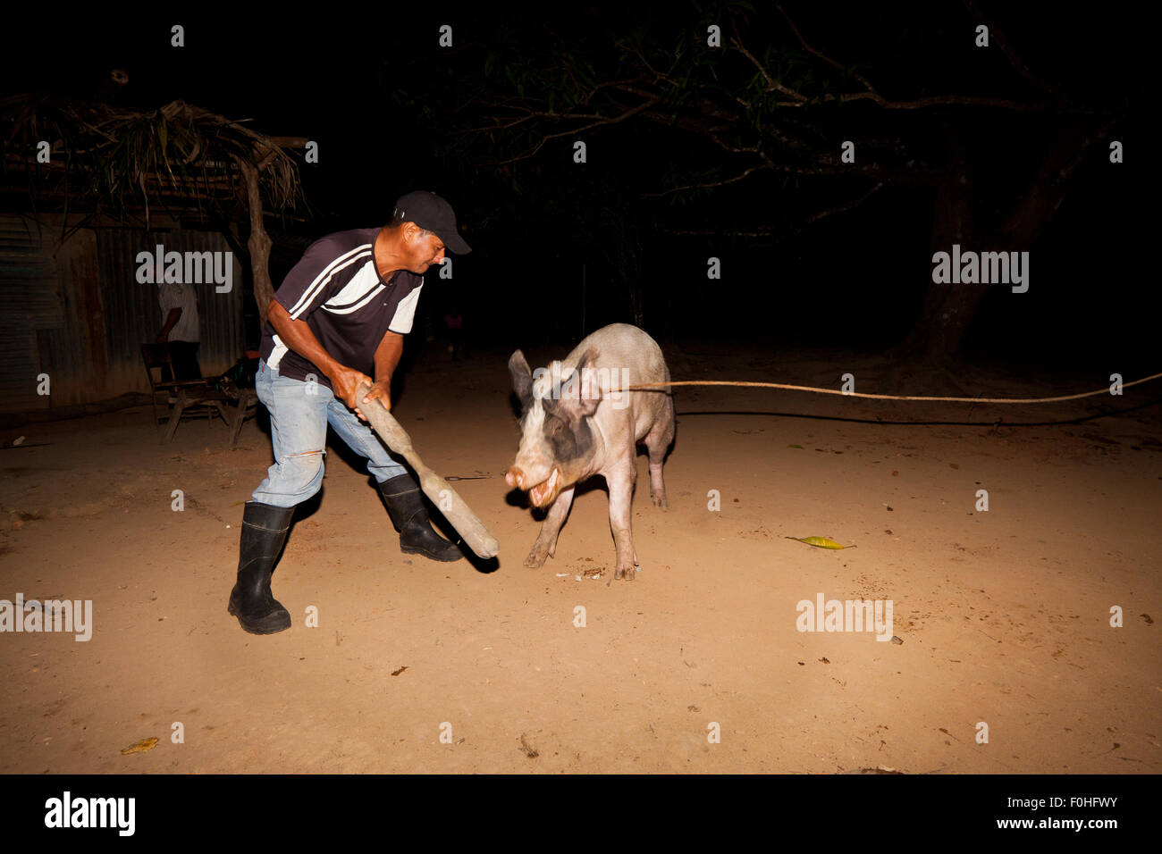 One of the Martinez family’s pigs, Pancho, is ready to be slaughtered ...