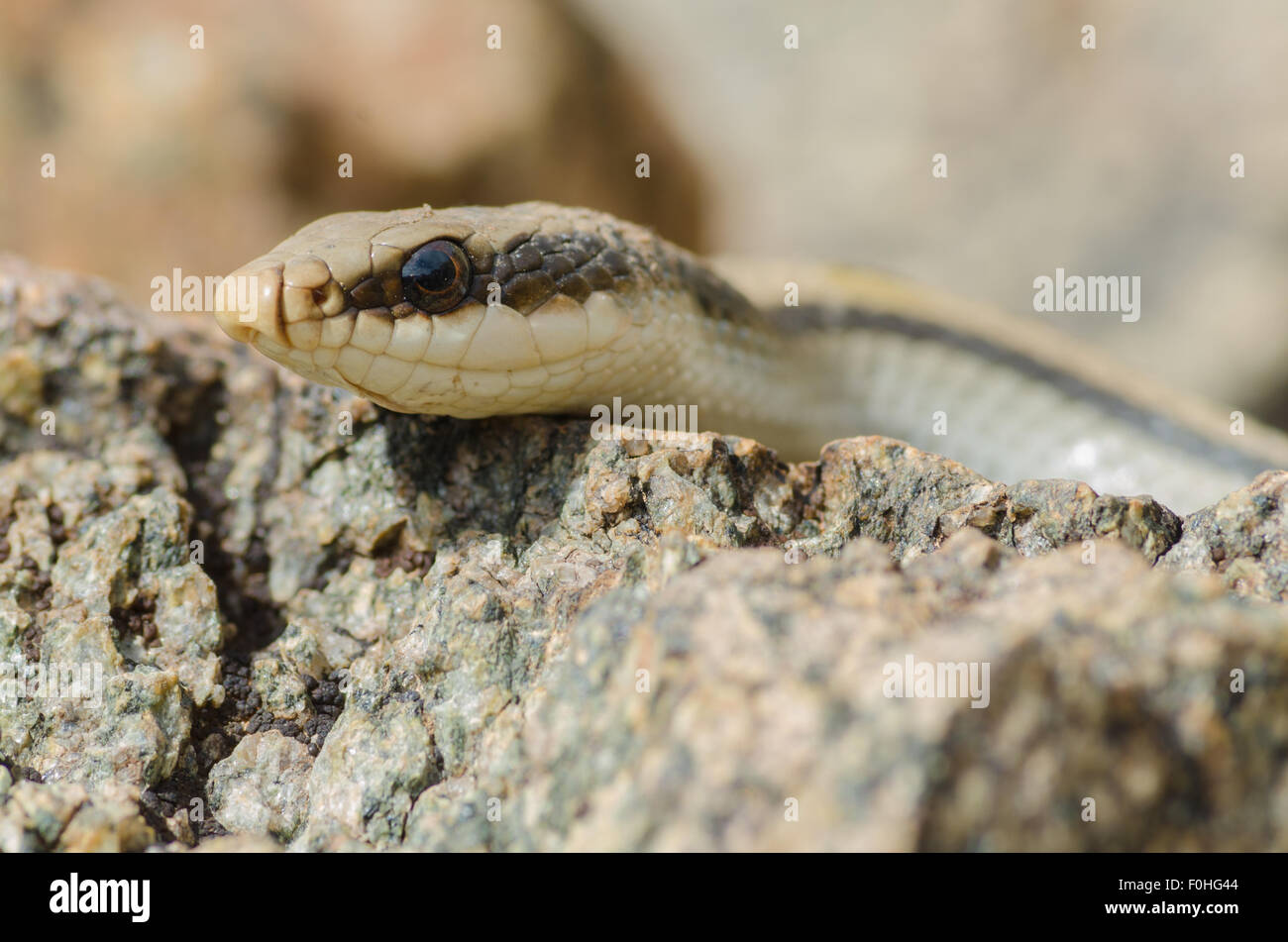 Mountain Patch-nosed Snake, (Salvadora grahamiae grahamiae), Manzano ...
