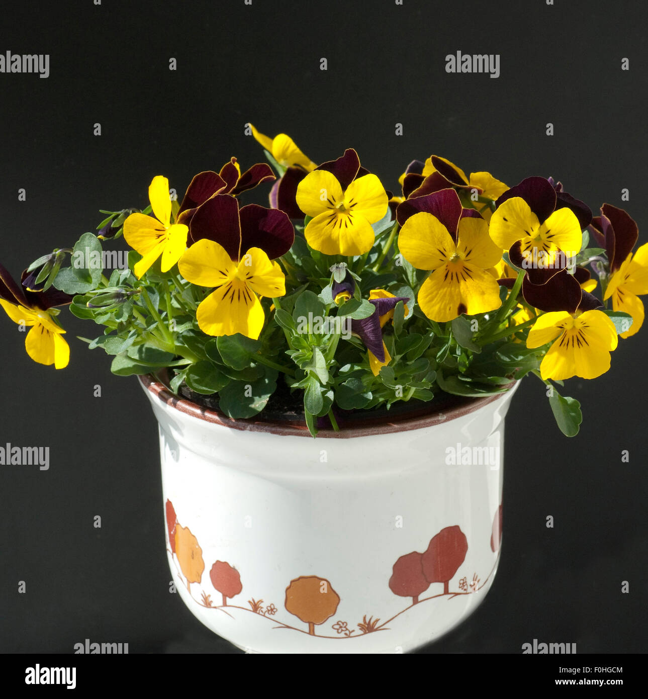 Veilchen hi-res stock photography and images - Alamy