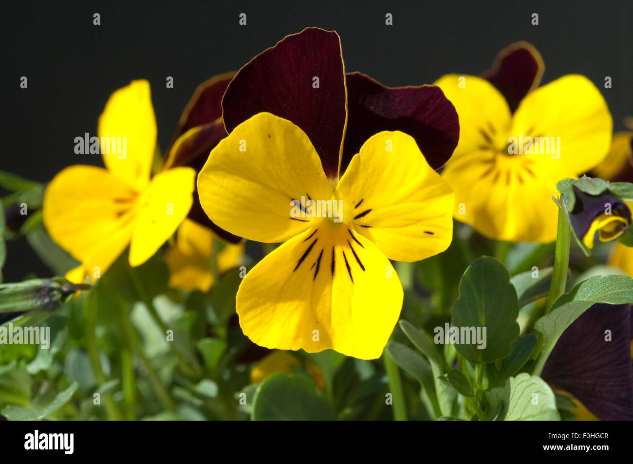 Horn-Veilchen, Viola cornuta Stock Photo - Alamy