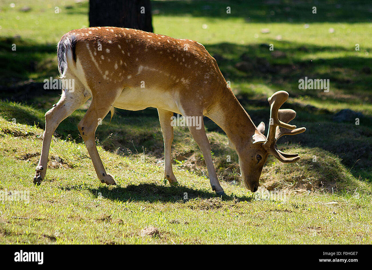Grazing monitor hi-res stock photography and images - Alamy