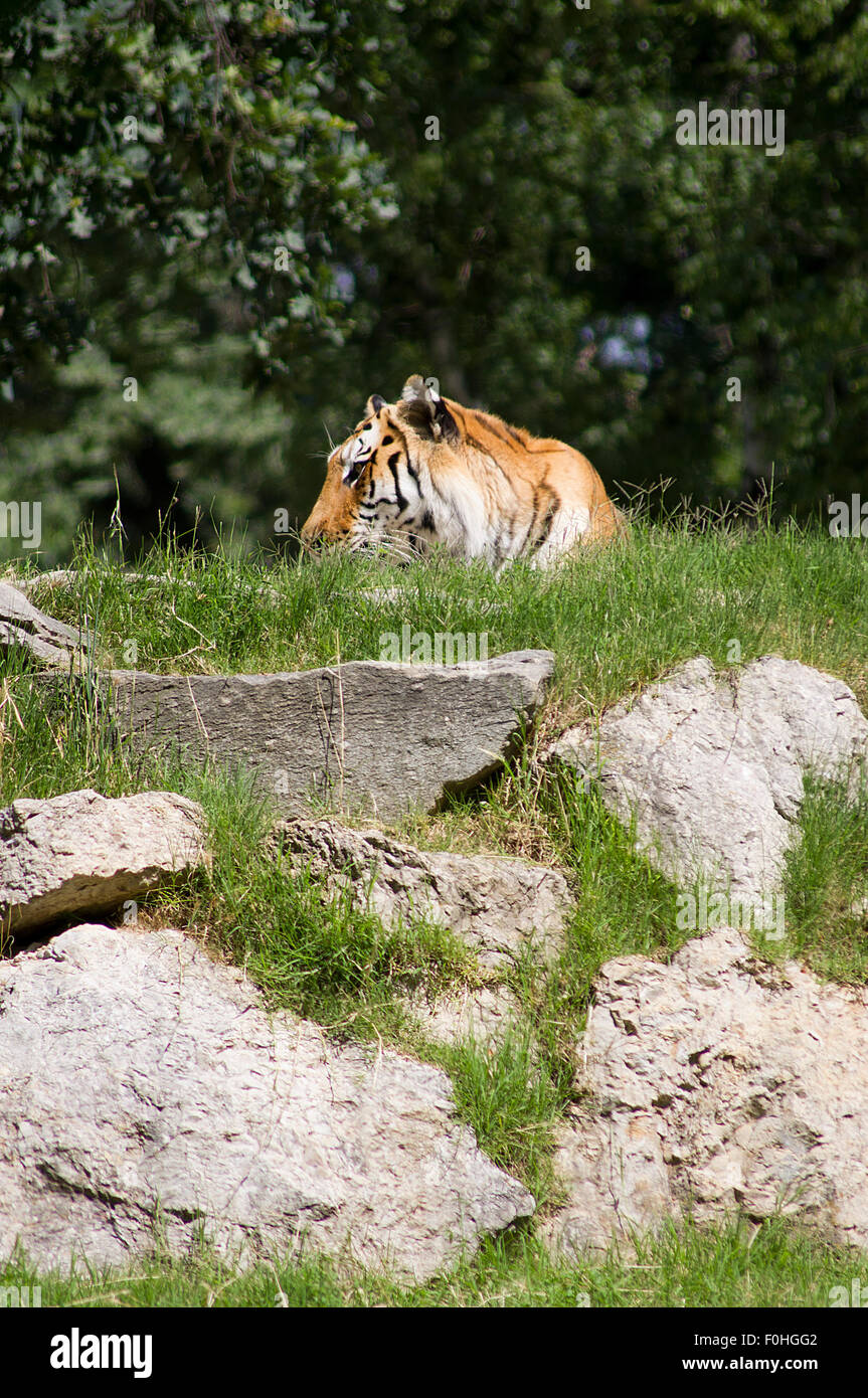 Tiger Eating Stock Photos & Tiger Eating Stock Images - Alamy