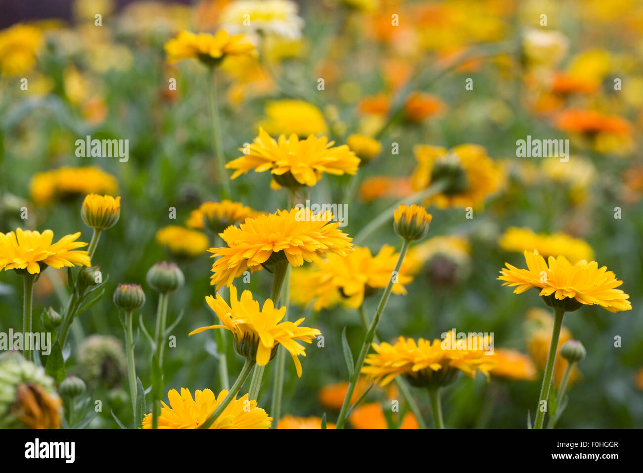 Calendula plant hi-res stock photography and images - Alamy