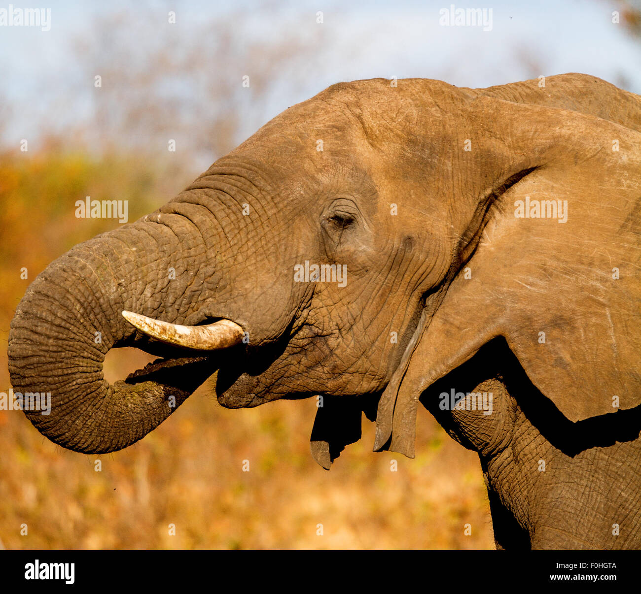 single elephant image Stock Photo - Alamy