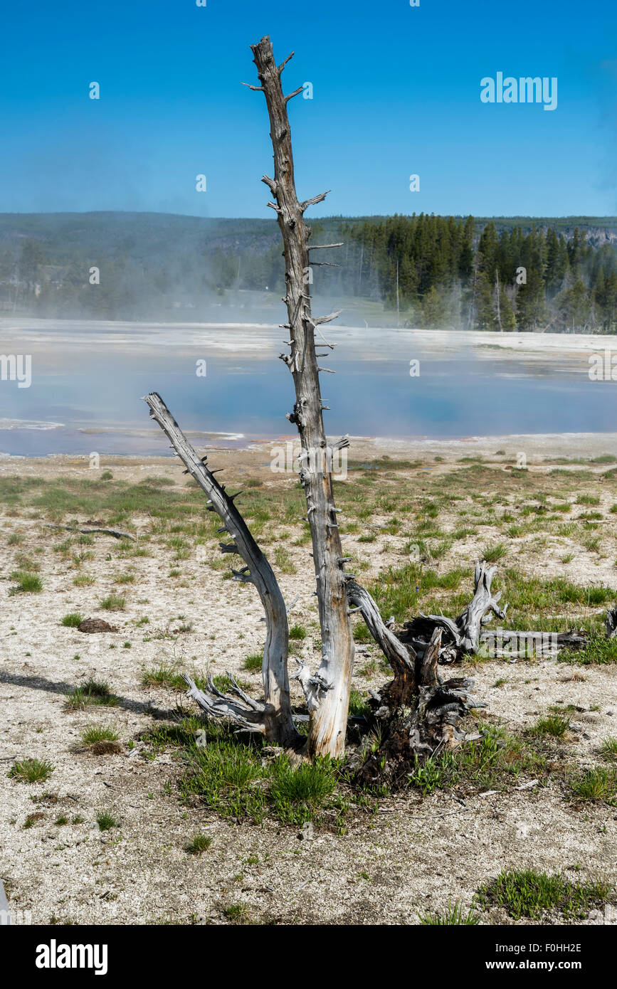 vertical landscape with dried tree and emerald pool, Yellowstone ...