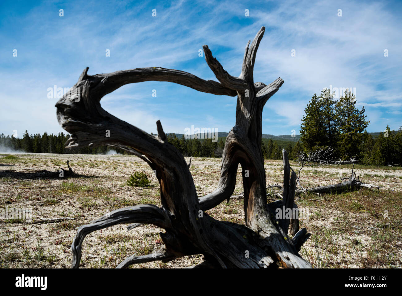 Withered tree hi-res stock photography and images - Alamy