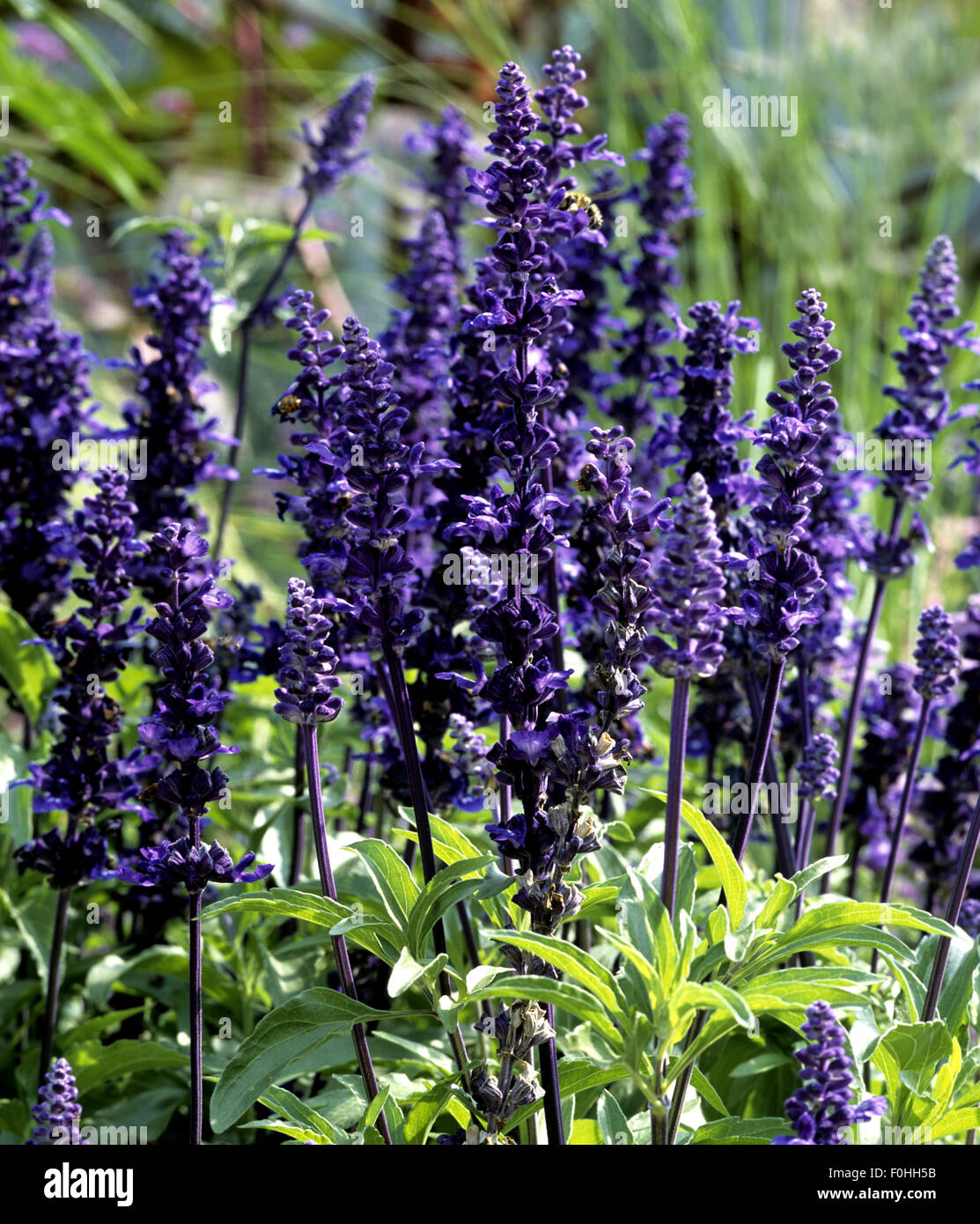 Mehlsalbei, Salvia farinacea, Victoria Stock Photo - Alamy