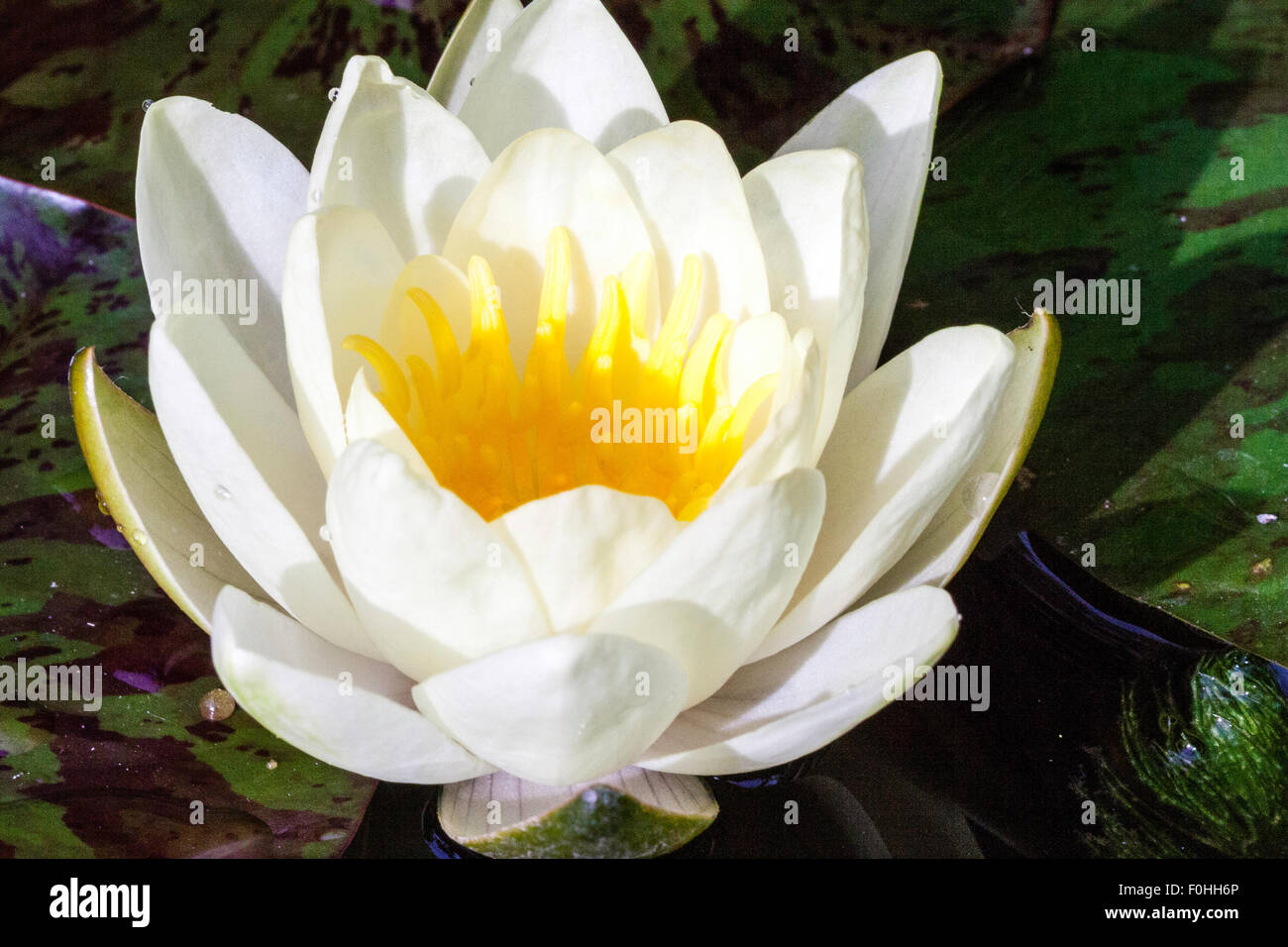 Flower, the White water Lily, Nymphaea alba. Three layers of white ...