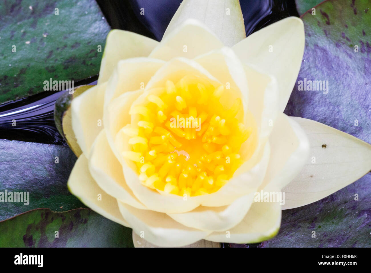 Flower, the White water Lily, Nymphaea alba. Three layers of white ...