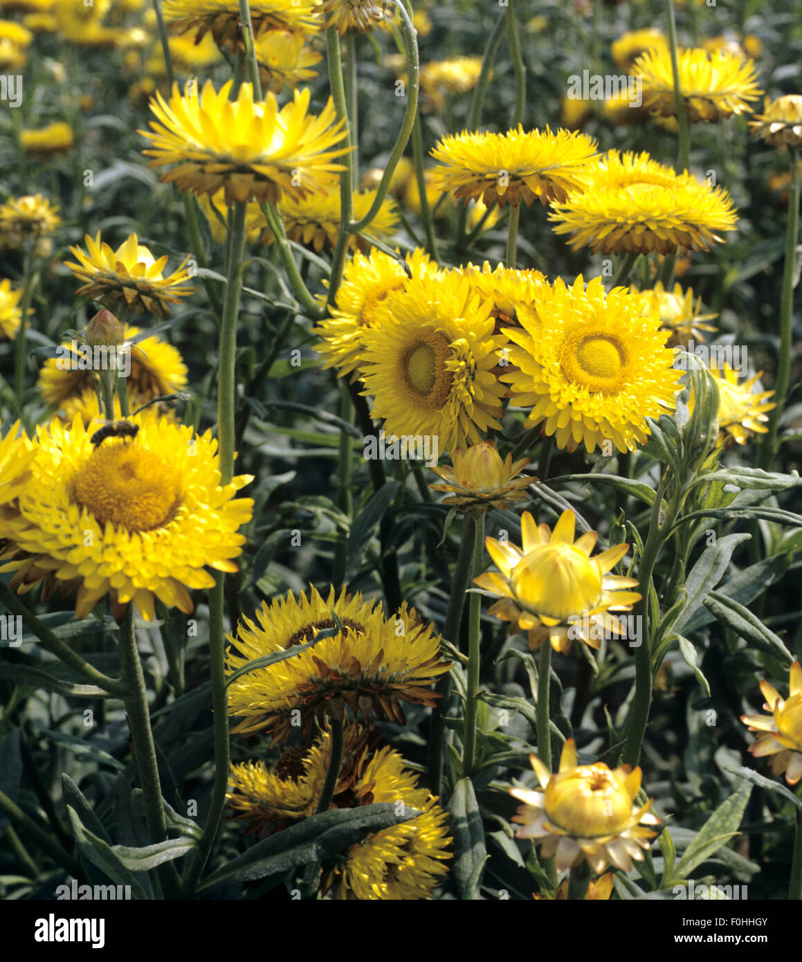 Strohblume, Helichrysum bracteatum Stock Photo - Alamy