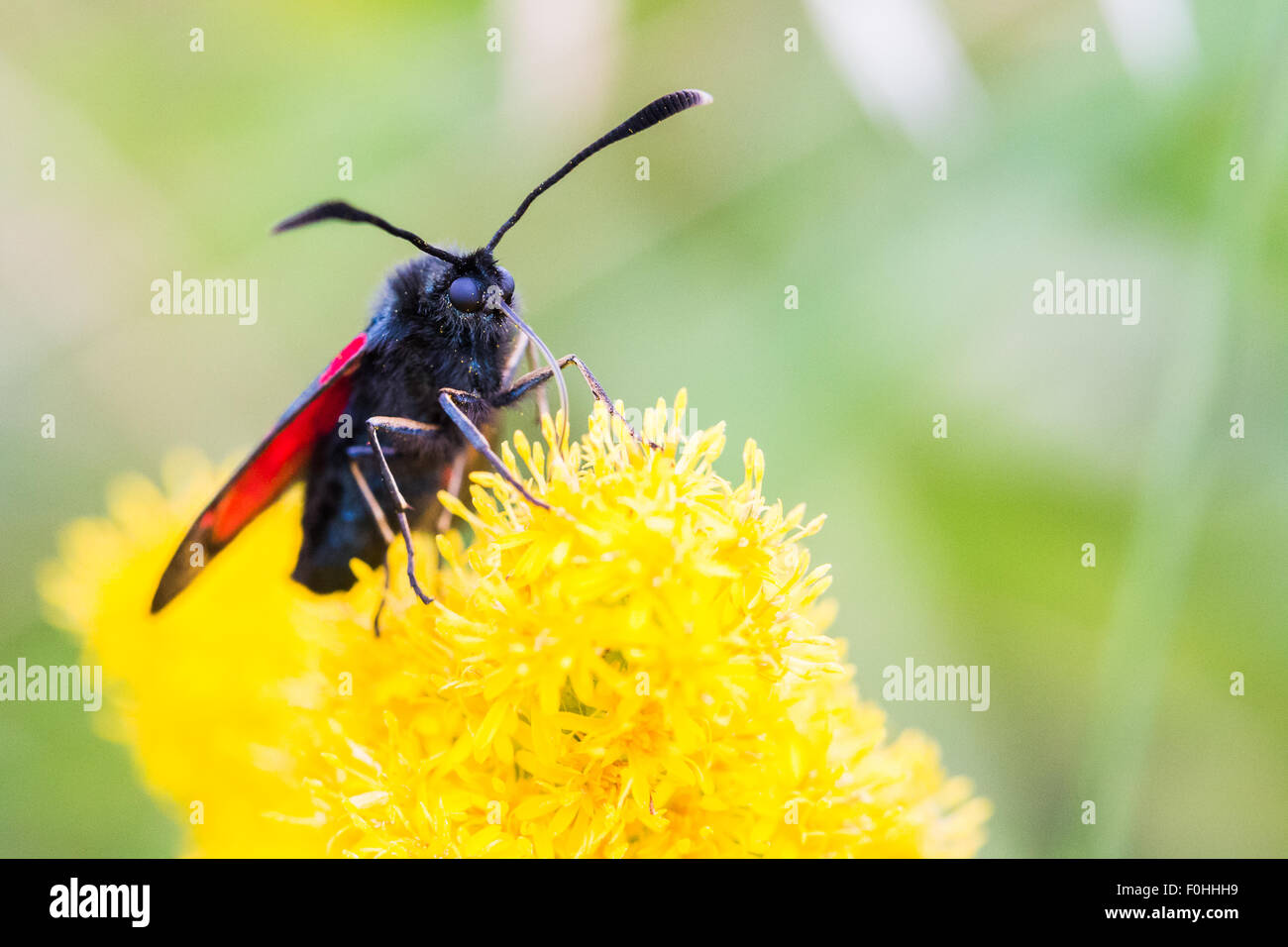 Prodding hi-res stock photography and images - Alamy