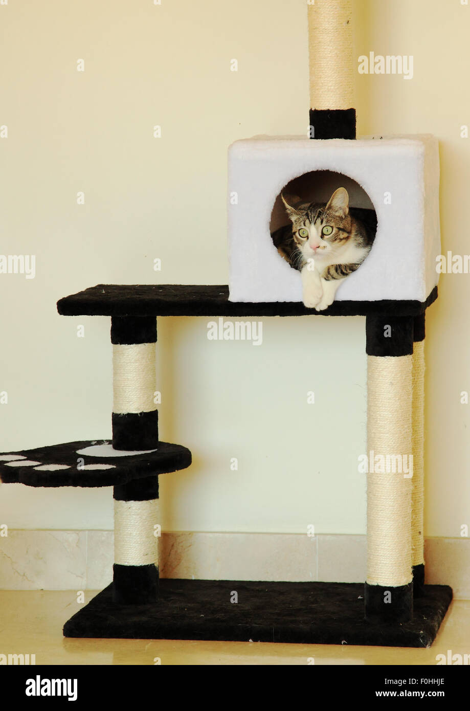 Cat in scratch post house Stock Photo - Alamy