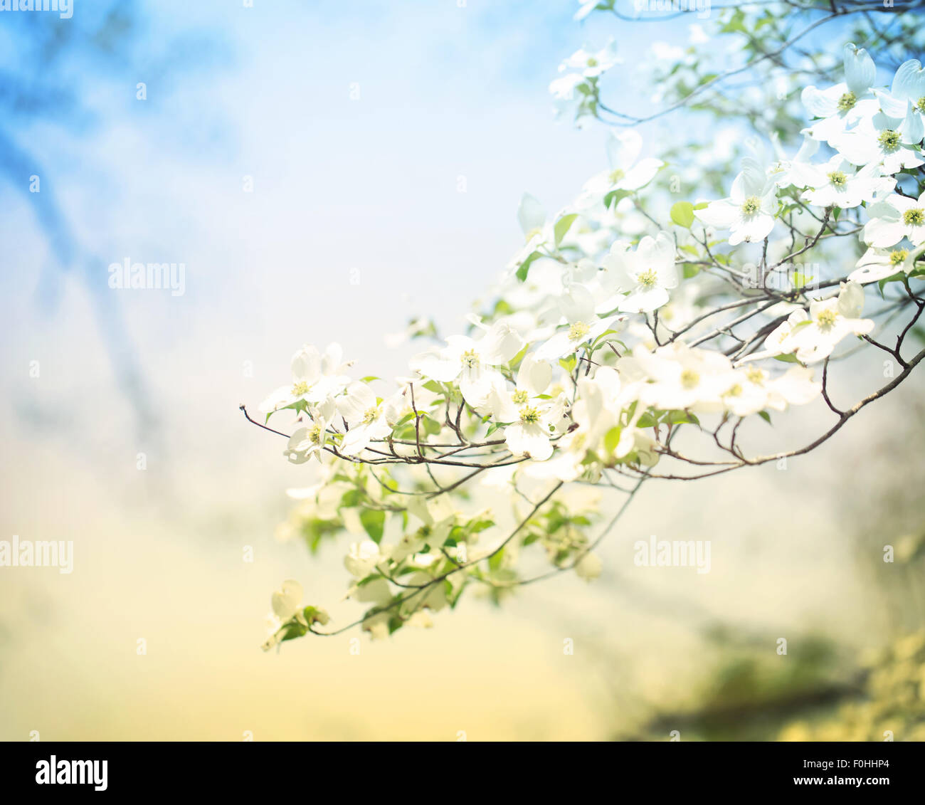 Flowering spring dogwood tree in vintage style Stock Photo - Alamy