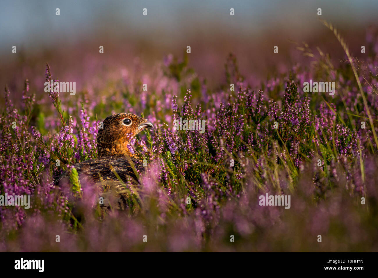 Ilkley moor heather flowering hi-res stock photography and images - Alamy