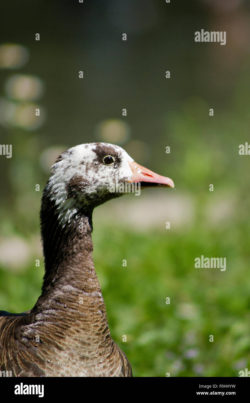 duck, goose, spoonbill, cormorant, toucan, pelican closup, in a lake ...
