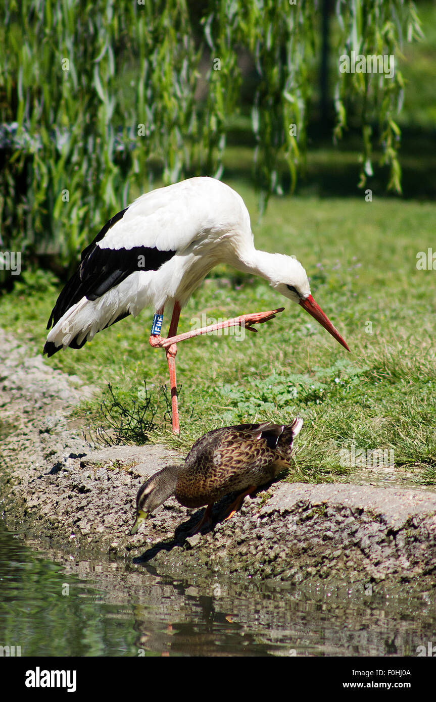 stork eat frog, oasi, white black stork, mammals, stork flying, white ...