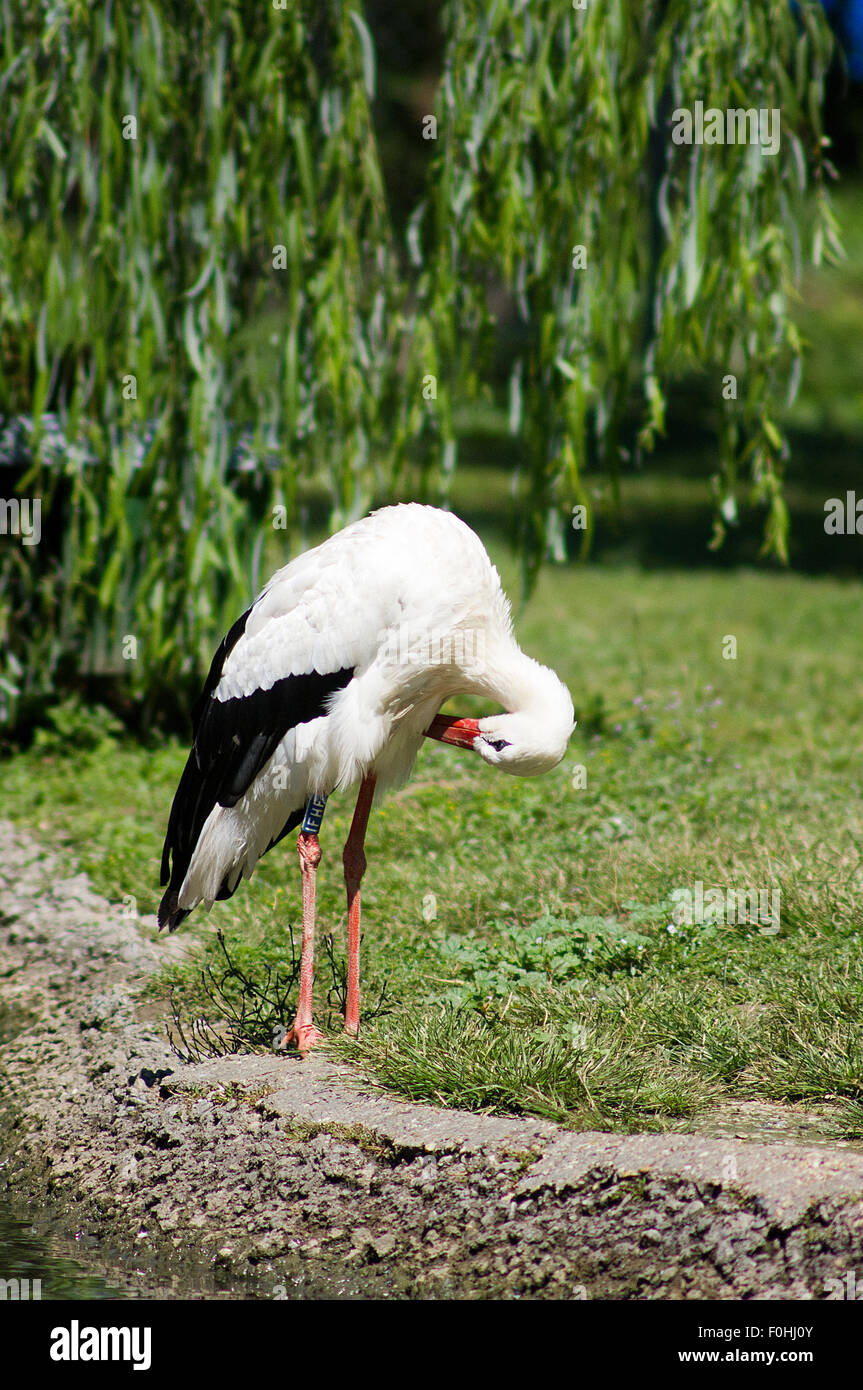 stork eat frog, oasi, white black stork, mammals, stork flying, white ...