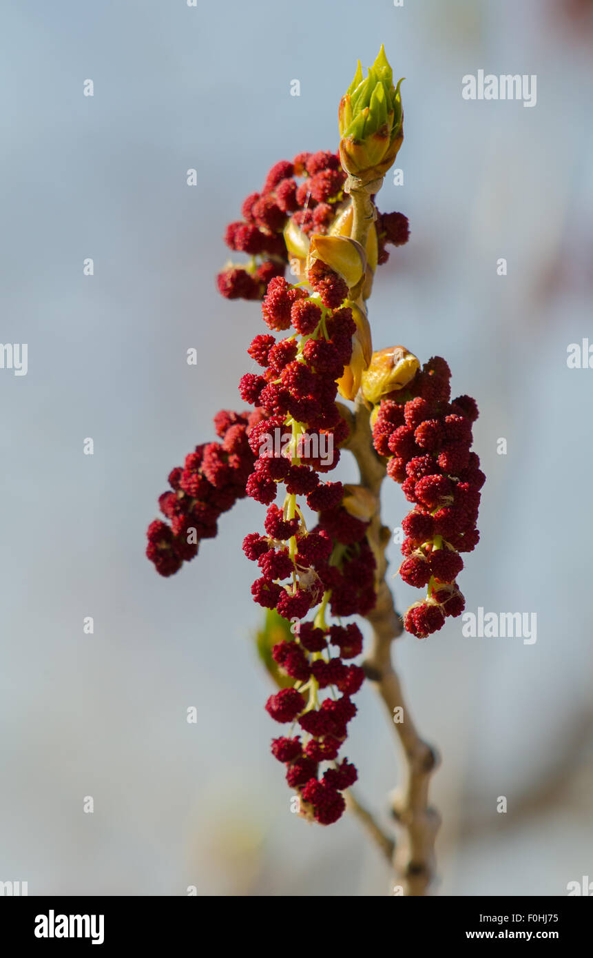 Rio Grande Cottonwood, (Populus deltoides), catkins, Bosque del Apache ...
