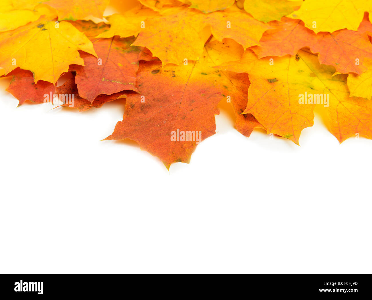 Leaf Border High Resolution Stock Photography and Images - Alamy