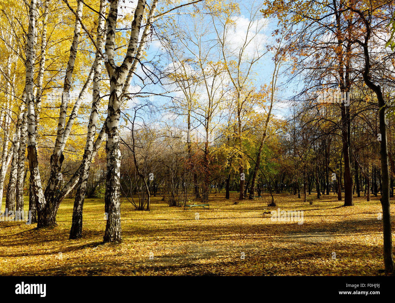 Fall autumn trees in park Stock Photo - Alamy