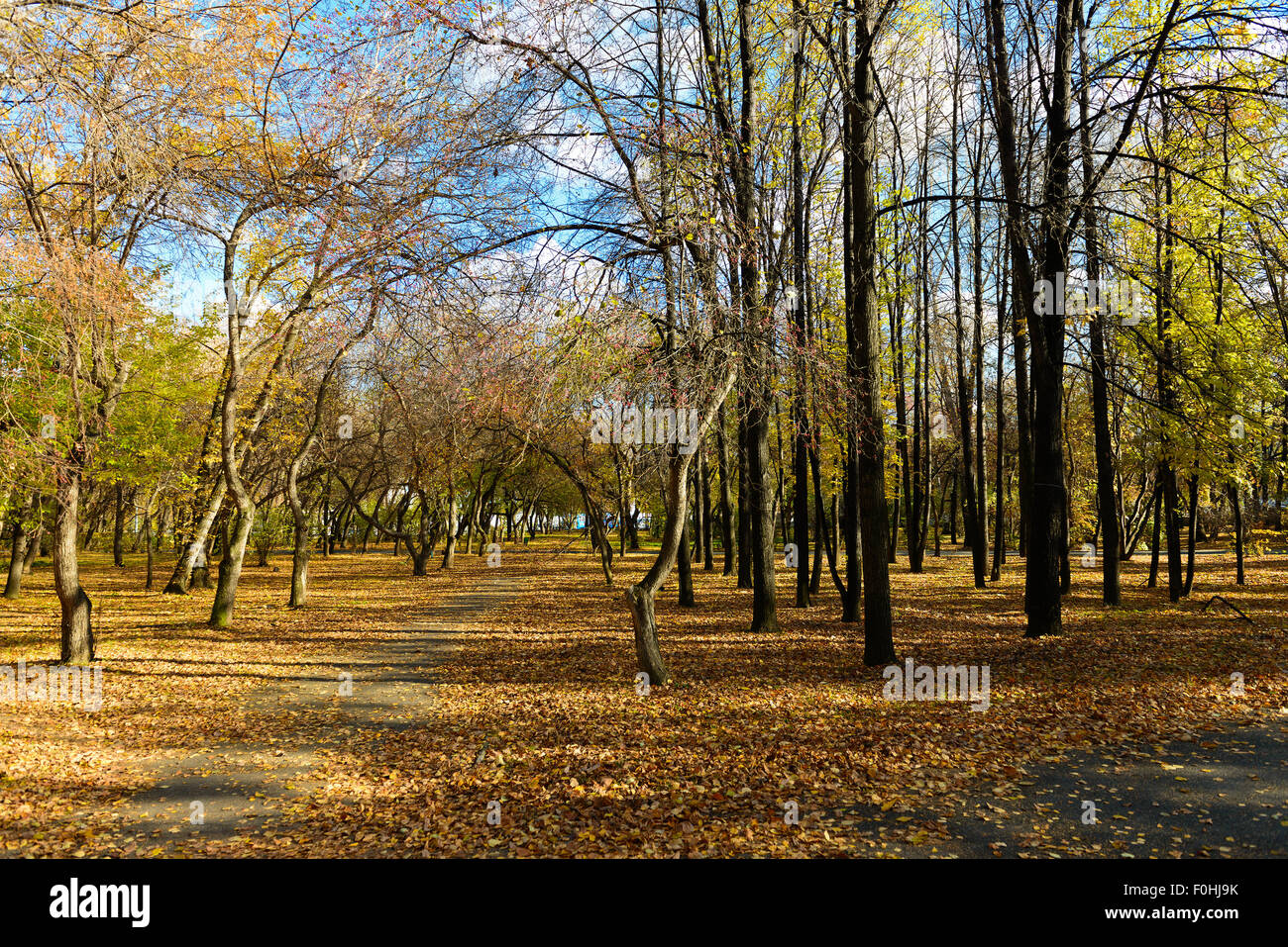 Fall autumn trees in park Stock Photo - Alamy