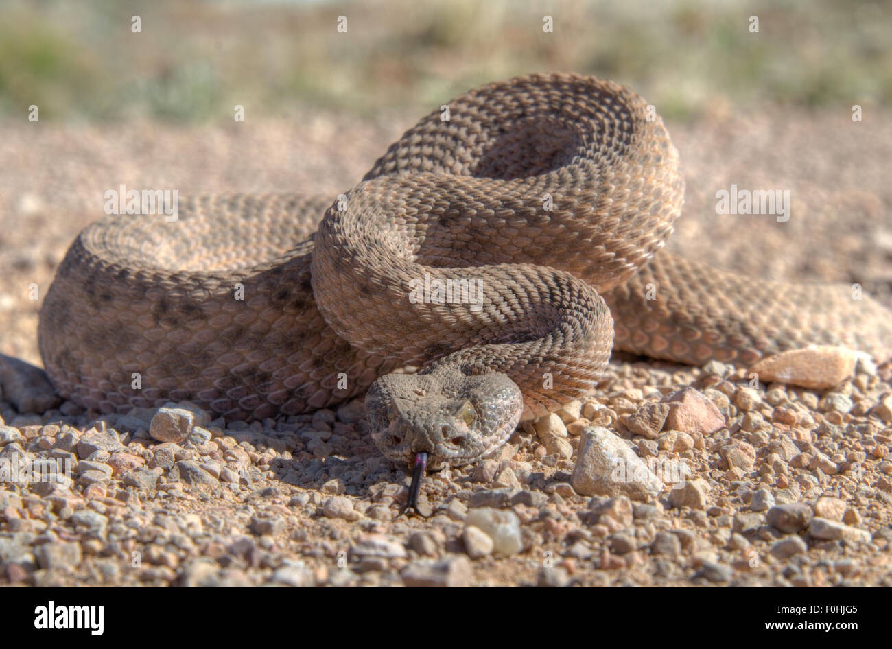 Prairie Rattlesnake, (Crotalus viridis), defensive posture, New Mexico ...