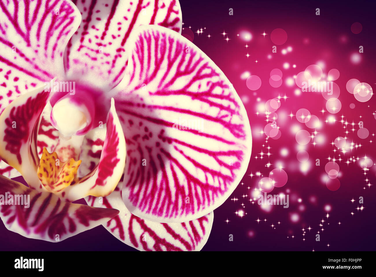 Beautiful orchid on a shiny magenta background Stock Photo - Alamy