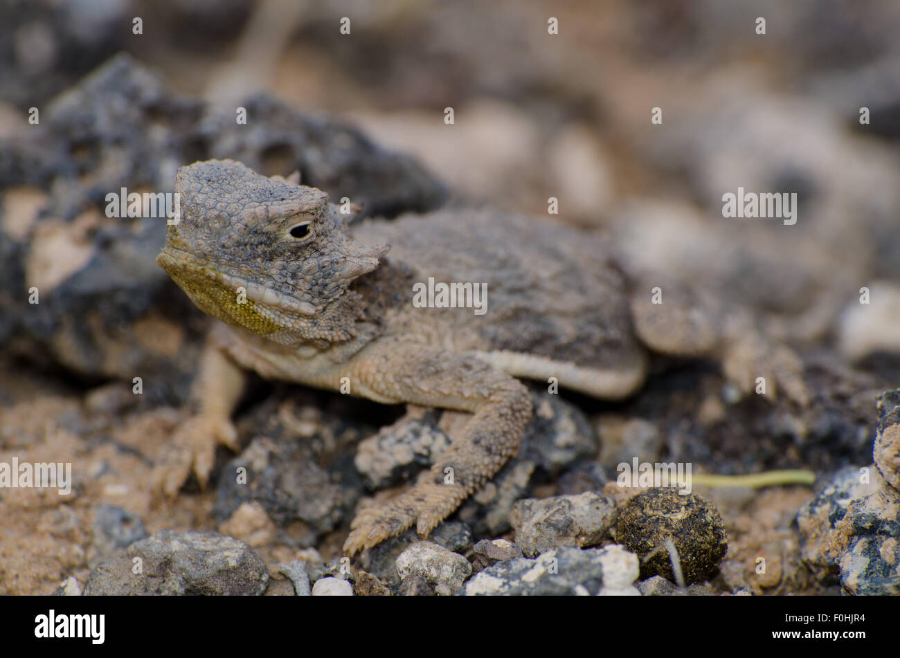 Round-tailed Horned lizard, (Phrynosoma modestum), Volcanoes Day Use ...