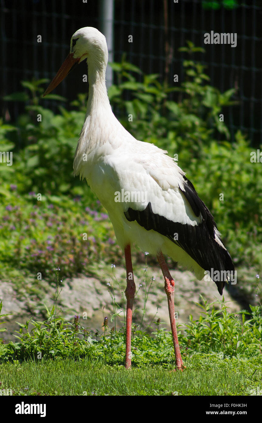stork eat frog, oasi, white black stork, mammals, stork flying, white ...